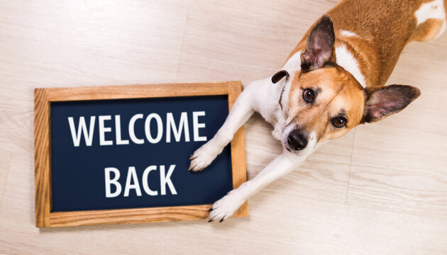 Welcome Dog Bilder – Durchsuchen 6,989 Archivfotos, Vektorgrafiken und ...