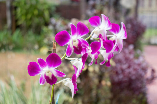 Monopodial Images – Browse 235 Stock Photos, Vectors, and Video | Adobe ...