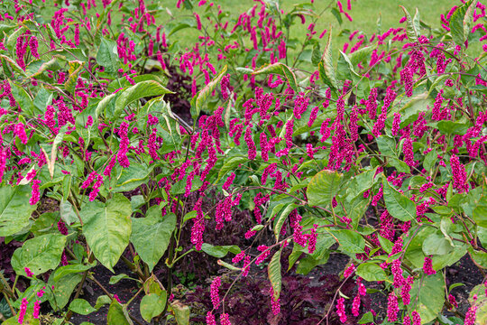 "Polygonum Orientale" Images – Browse 213 Stock Photos, Vectors, and ...