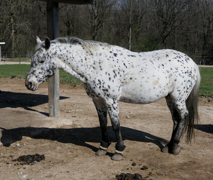 Afbeeldingen over Apfelschimmel – Blader in stockfoto's, vectoren en ...