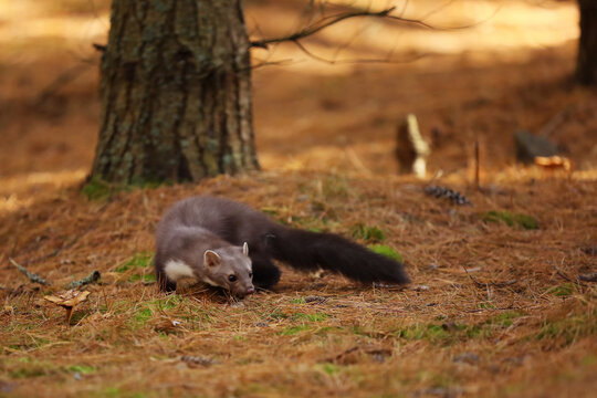 Fouin Images – Parcourir 1,672 le catalogue de photos, vecteurs et ...