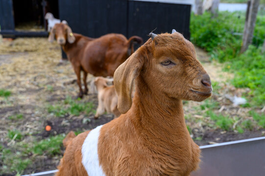 2,581 BEST Caprinae IMAGES, STOCK PHOTOS & VECTORS | Adobe Stock