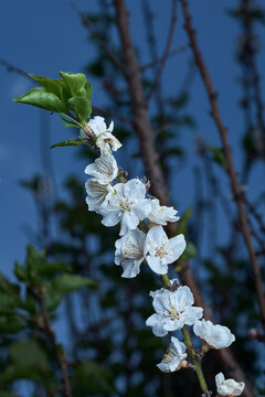 47 BEST Chabacano IMAGES, STOCK PHOTOS & VECTORS | Adobe Stock