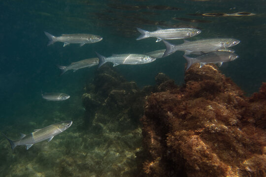 「Chelon」の写真素材 | 137件の無料イラスト画像 | Adobe Stock