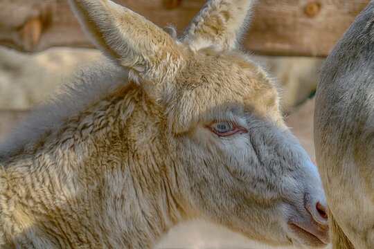 Rotarschpavian-Bilder: Stock-Fotos & -Videos. | Adobe Stock