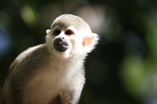 Titi Columbia Monkey