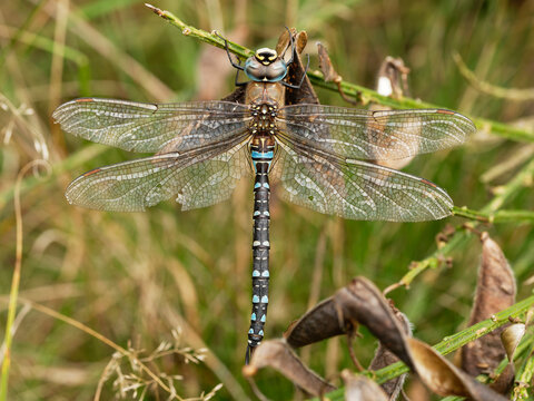 Aeschna Bilder – Durchsuchen 1,925 Archivfotos, Vektorgrafiken und ...