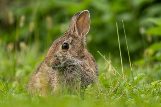 "Eastern Cottontail Rabbit" Images – Browse 1,275 Stock Photos, Vectors ...