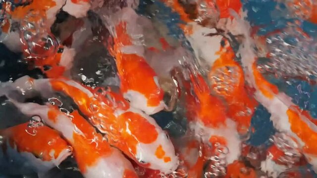 Imagens de Crawd – Explore Fotografias do Stock, Vetores e Vídeos de 22 ...