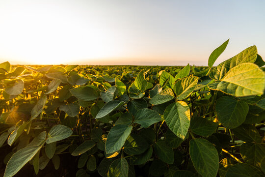 「畑」の画像 - 12,666,589 件の Stock 写真、ベクターおよびビデオ | Adobe Stock