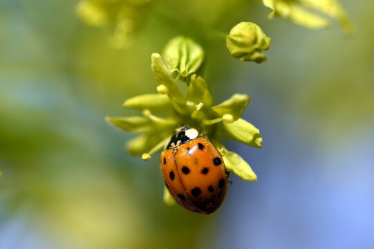 Lindenpollen-Bilder: Stock-Fotos & -Videos. | Adobe Stock