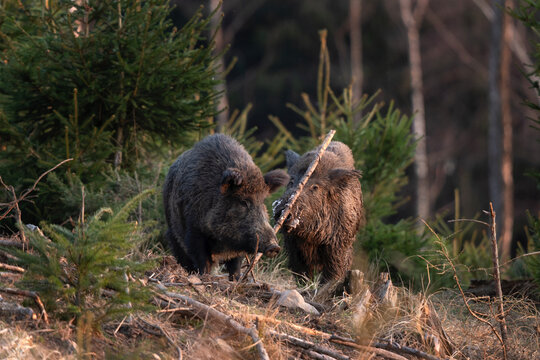 225,992 MEILLEURES Mufle IMAGES, PHOTOS ET ILLUSTRATIONS VECTORIELLES ...