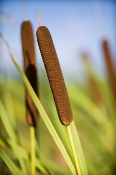 Jonc Imagens – Procure 1,050 fotos, vetores e vídeos | Adobe Stock