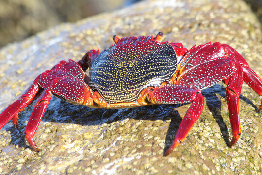 Krabbe bilder – Bläddra bland 9,510 stockfoton, vektorer och videor ...
