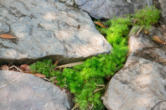 Streamside Images – Browse 162 Stock Photos, Vectors, and Video | Adobe ...