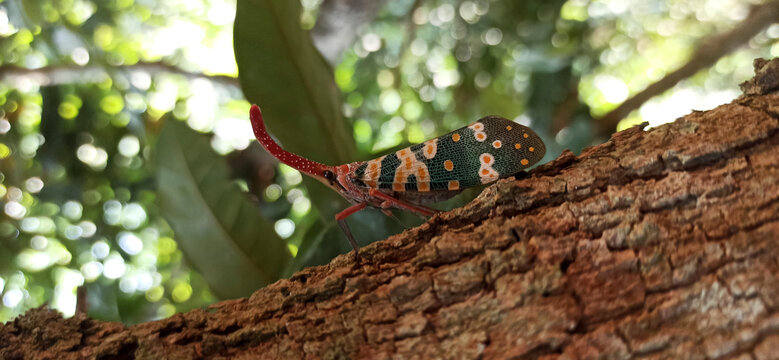 "Pyrops Candelaria"-Bilder: Stock-Fotos & -Videos. | Adobe Stock