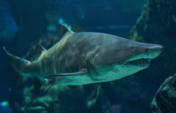 "Sand Shark" Images – Browse 804 Stock Photos, Vectors, and Video ...