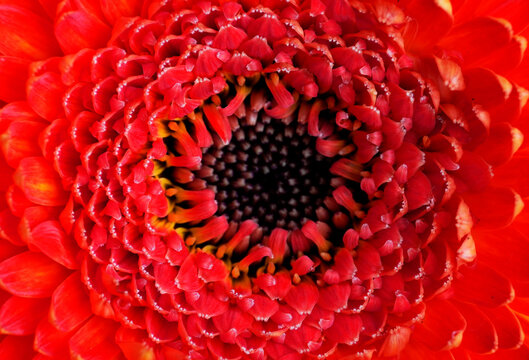 รูปภาพGermini – เลือกดูภาพถ่ายสต็อก เวกเตอร์ และวิดีโอ388 | Adobe Stock