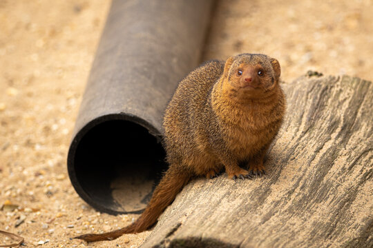 Gelse Bilder – Durchsuchen 572 Archivfotos, Vektorgrafiken und Videos ...