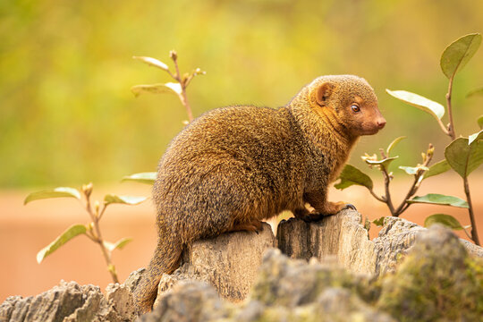 DIE 498 BESTEN BILDER, STOCK-FOTOS UND -VEKTORGRAFIKEN ZU „Gelse ...