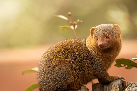 Gelse Bilder – Durchsuchen 572 Archivfotos, Vektorgrafiken und Videos ...