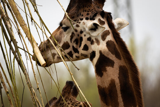 Gelse Bilder – Durchsuchen 548 Archivfotos, Vektorgrafiken und Videos ...
