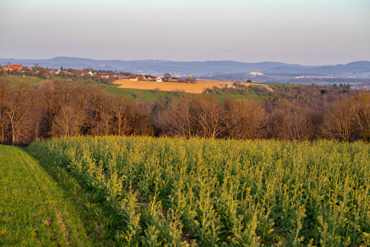 Lohe Bilder – Durchsuchen 1,015 Archivfotos, Vektorgrafiken und Videos ...
