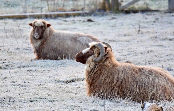 Imagens de Sheepish – Explore Fotografias do Stock, Vetores e Vídeos de ...