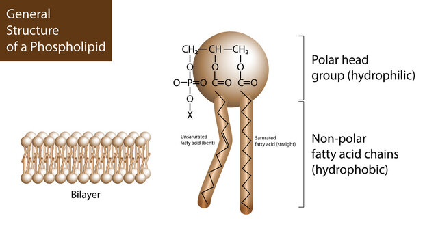 รูปภาพPhospholipid – เลือกดูภาพถ่ายสต็อก เวกเตอร์ และวิดีโอ1,871 ...