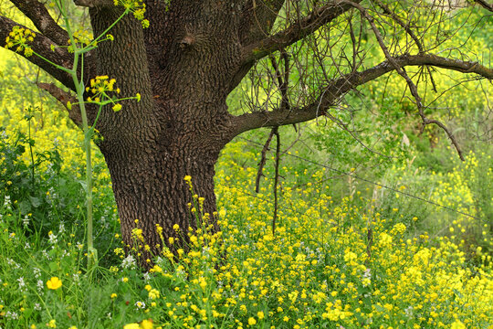 Mustard Tree Bilder – Durchsuchen 5,546 Archivfotos, Vektorgrafiken und ...