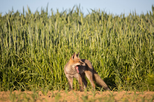Sparfuchs Bilder – Durchsuchen 1,234 Archivfotos, Vektorgrafiken und ...
