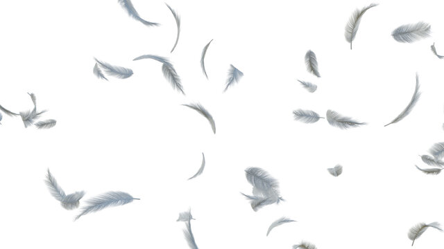 Falling Feathers Gif