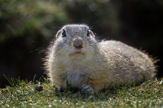 Sysel Images – Browse 55 Stock Photos, Vectors, and Video | Adobe Stock