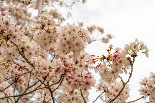 Fiower Images – Browse 204 Stock Photos, Vectors, and Video | Adobe Stock