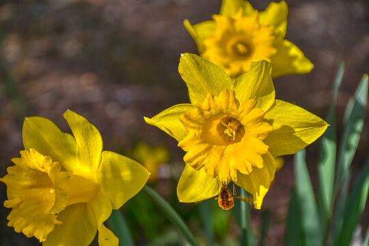 รูปภาพHalbschattig – เลือกดูภาพถ่ายสต็อก เวกเตอร์ และวิดีโอ224 | Adobe ...