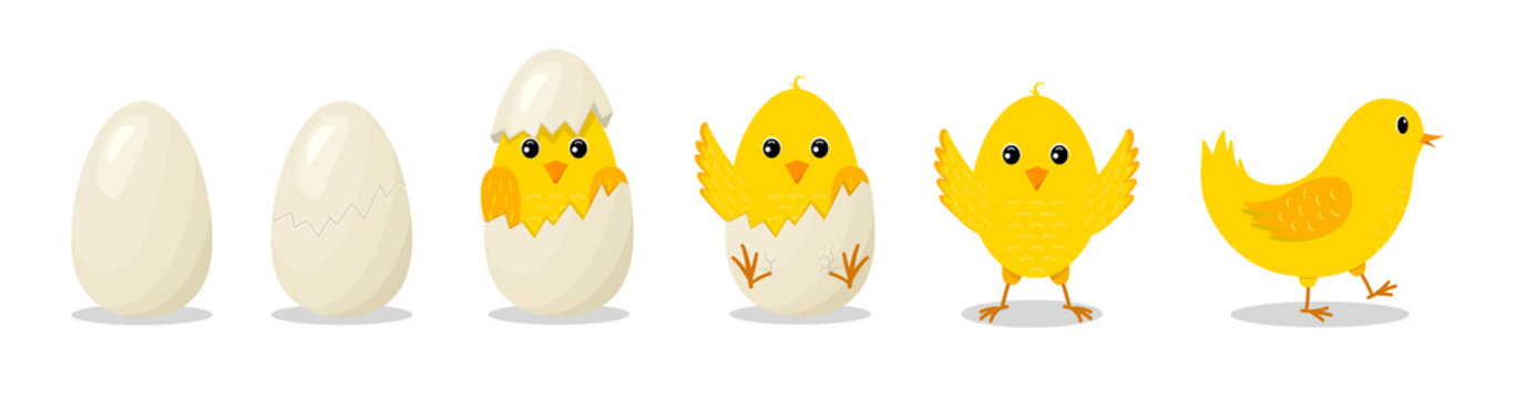 Baby Chick Hatching Cartoon