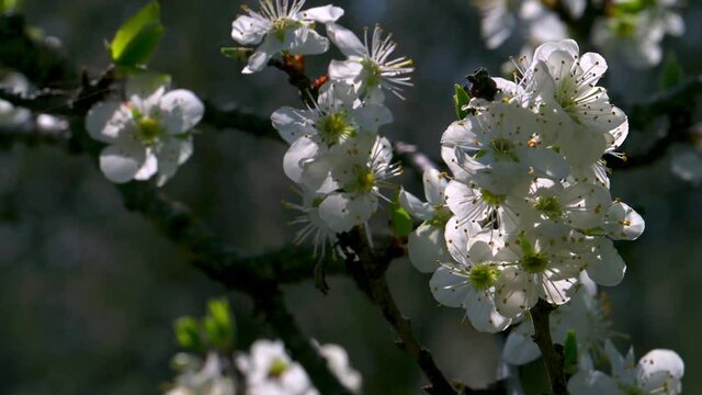 Primavera Images – Browse 667,374 Stock Photos, Vectors, and Video ...