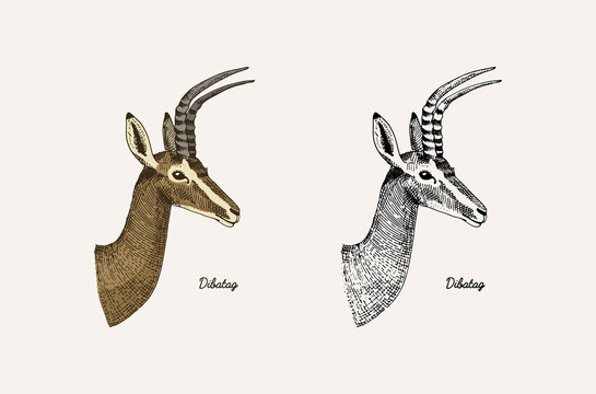 Dibatag Images – Browse 38 Stock Photos, Vectors, and Video | Adobe Stock