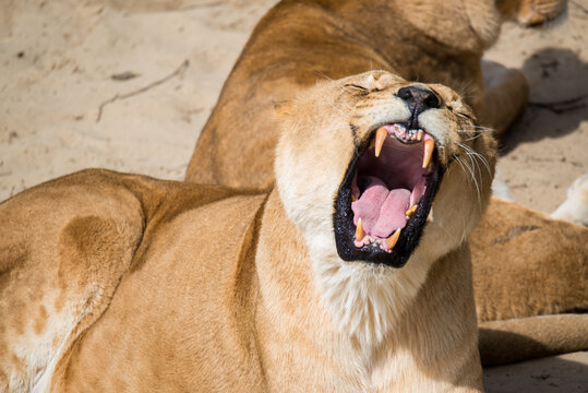 "Eigentliche Grosskatzen" Images – Browse 1,248 Stock Photos, Vectors ...