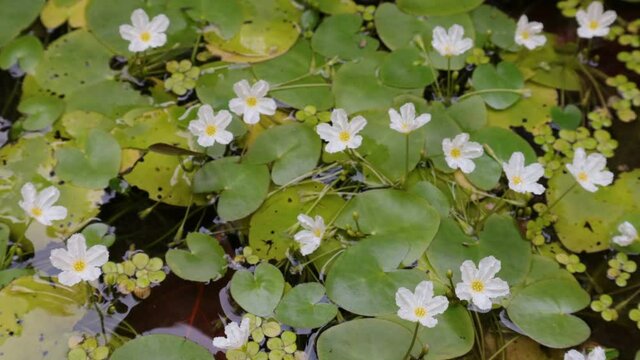 Kumudu Images – Browse 10 Stock Photos, Vectors, and Video | Adobe Stock