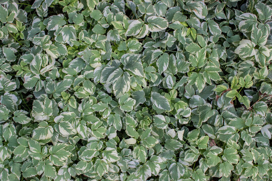 "Gout Weed" Images – Browse 106 Stock Photos, Vectors, and Video ...