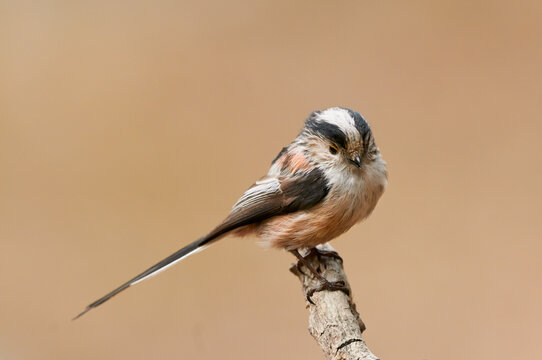 Foto, immagini, risorse di lucaar | Adobe Stock