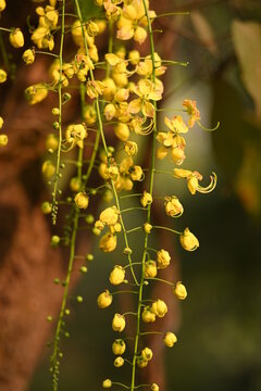 Konnapoo Images – Browse 62 Stock Photos, Vectors, and Video | Adobe Stock