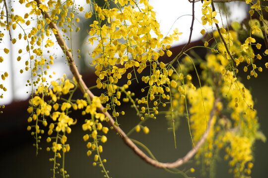 Konnapoo Images – Browse 62 Stock Photos, Vectors, and Video | Adobe Stock