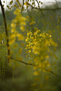 Konnapoo Images – Browse 62 Stock Photos, Vectors, and Video | Adobe Stock