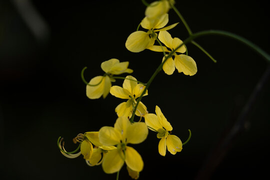 Konnapoo Images – Browse 62 Stock Photos, Vectors, and Video | Adobe Stock