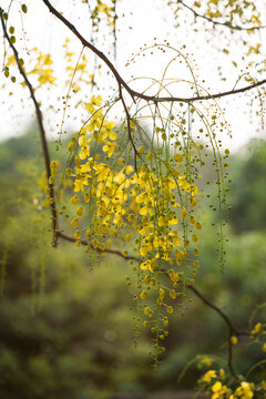 Konnapoo Images – Browse 62 Stock Photos, Vectors, and Video | Adobe Stock