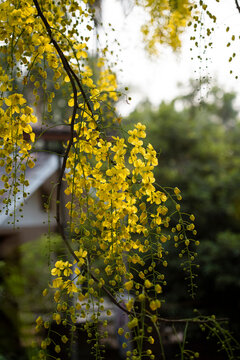 Konnapoo 이미지 – 찾아보기 62 스톡 사진, 벡터 및 비디오 | Adobe Stock