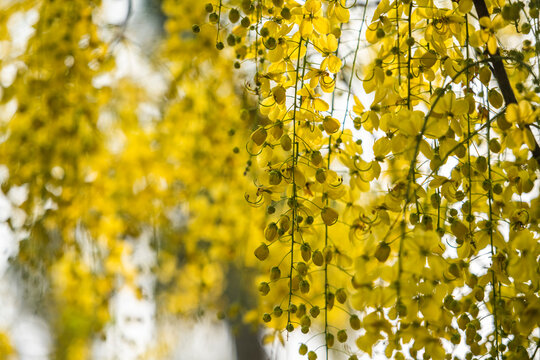 รูปภาพKonnapoo – เลือกดูภาพถ่ายสต็อก เวกเตอร์ และวิดีโอ62 | Adobe Stock