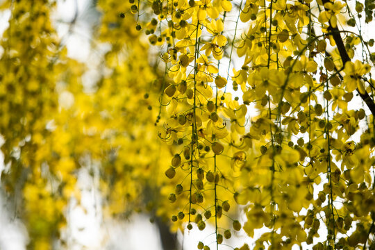 รูปภาพKonnapoo – เลือกดูภาพถ่ายสต็อก เวกเตอร์ และวิดีโอ62 | Adobe Stock